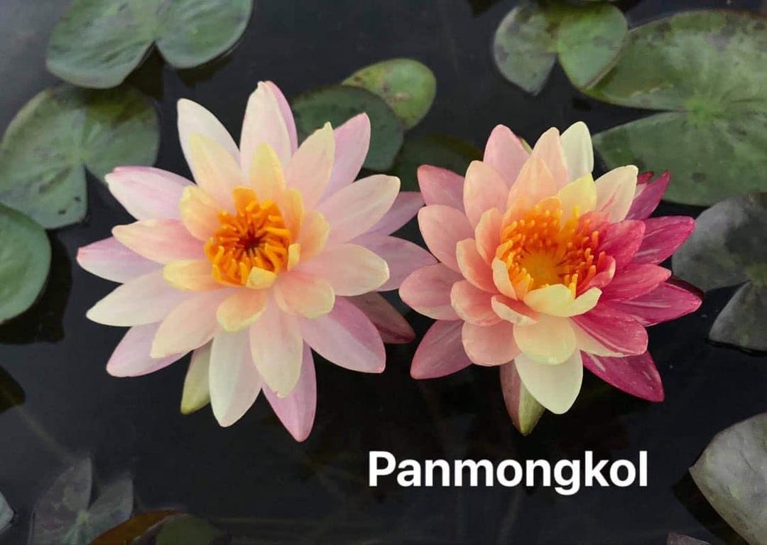 Rare Tropical Water Lily, Mainam 3 Stems Nymphaea “panmongkol” - Live ...