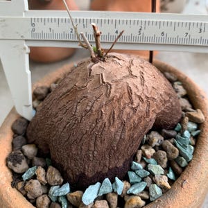 Rare Dioscorea Sylvatica Caudex Plant Exotic Elephants Foot Succulent ...