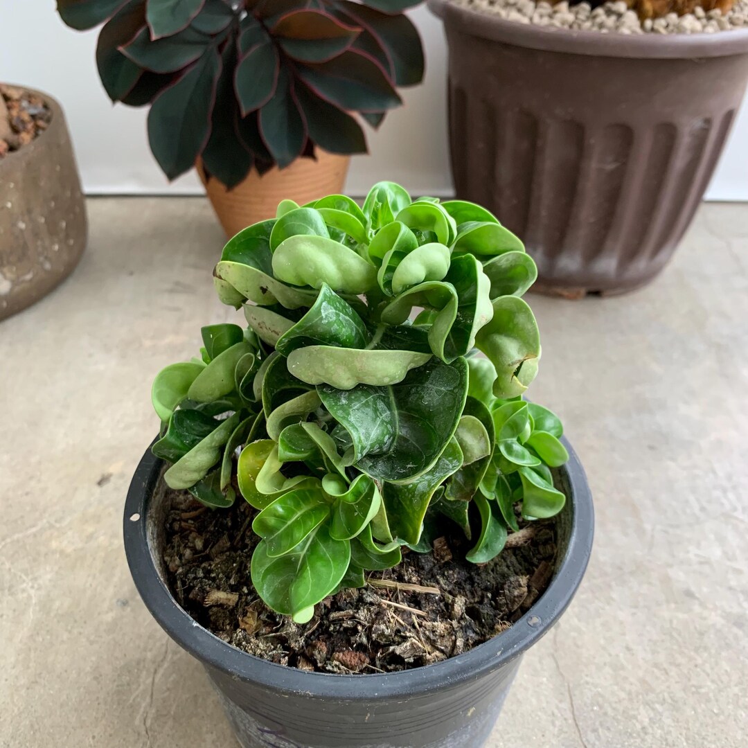 Adenium Arabicum “sheep Horns Medusa” – Unique Twisted Caudex Succulent ...
