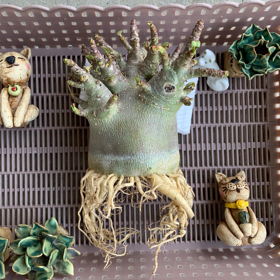 Black Adenium Arabicum kalamae Rare Desert Rose Bonsai, Exotic Caudex ...