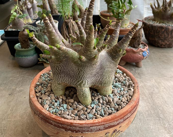 Adenium Arabicum ‘black Pearl’ – Stunning Desert Rose Exotic Caudex ...