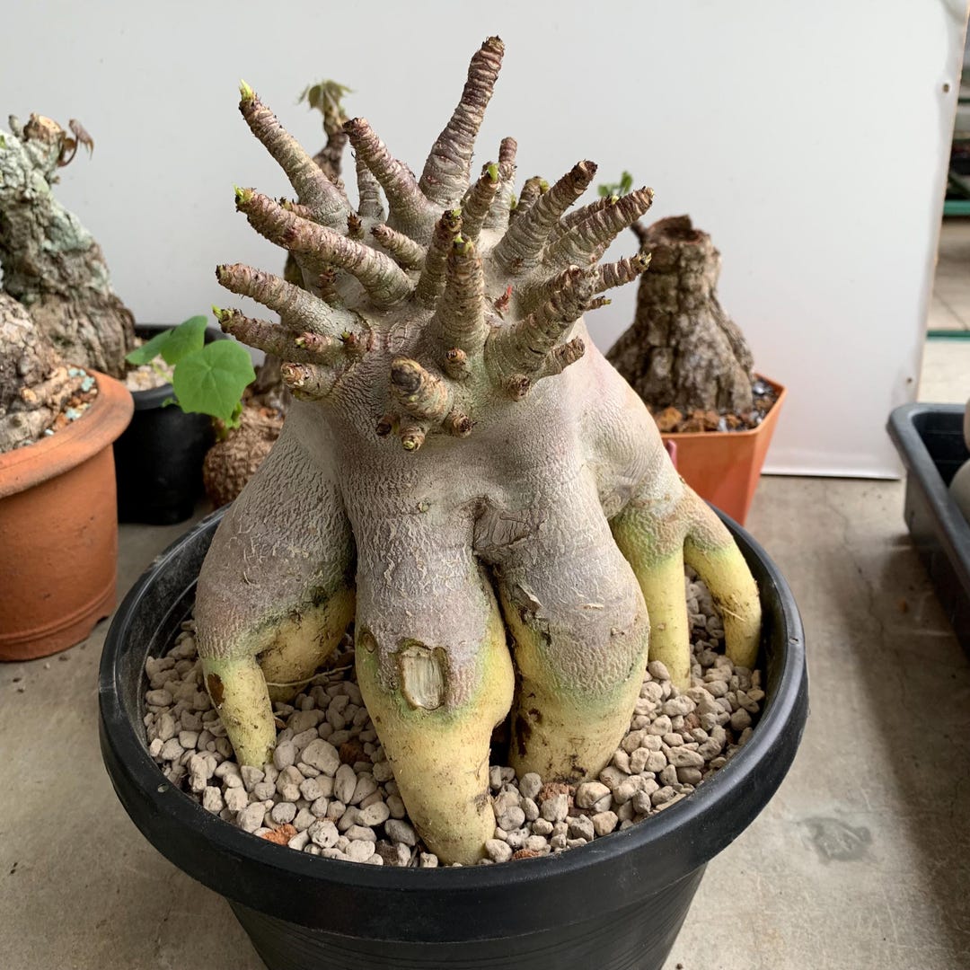 Desert Rose Adenium: Rare Caudex Bonsai Succulent - Collector's Plant ...