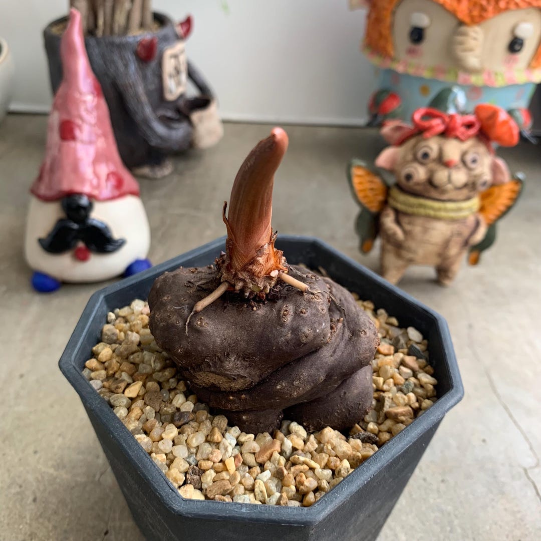 Amorphophallus Atroviridis - Rare Exotic Voodoo Lily, Large Bulb, Dark ...