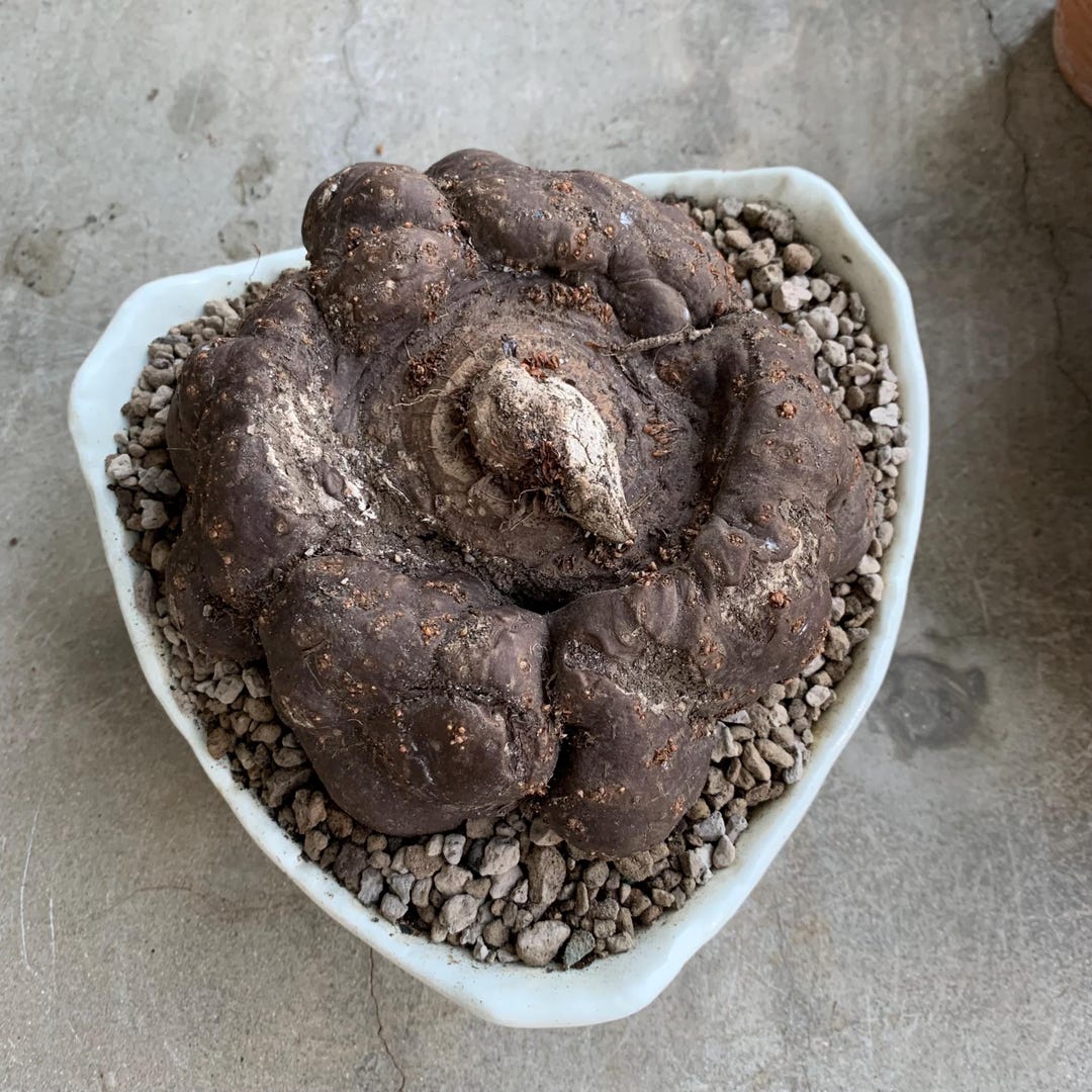 Rare Amorphophallus Atroviridis: Exotic Voodoo Lily With Pink Margins ...