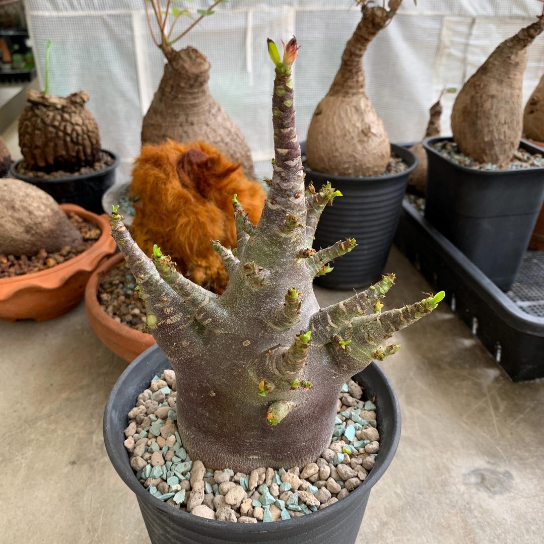 Rare Adenium Arabicum black Pearl Exotic Desert Rose, Stunning Dark ...