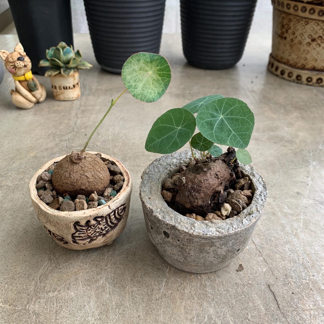 Duo Set Rare Stephania Erecta & Stephania Nova, Exotic Indoor ...