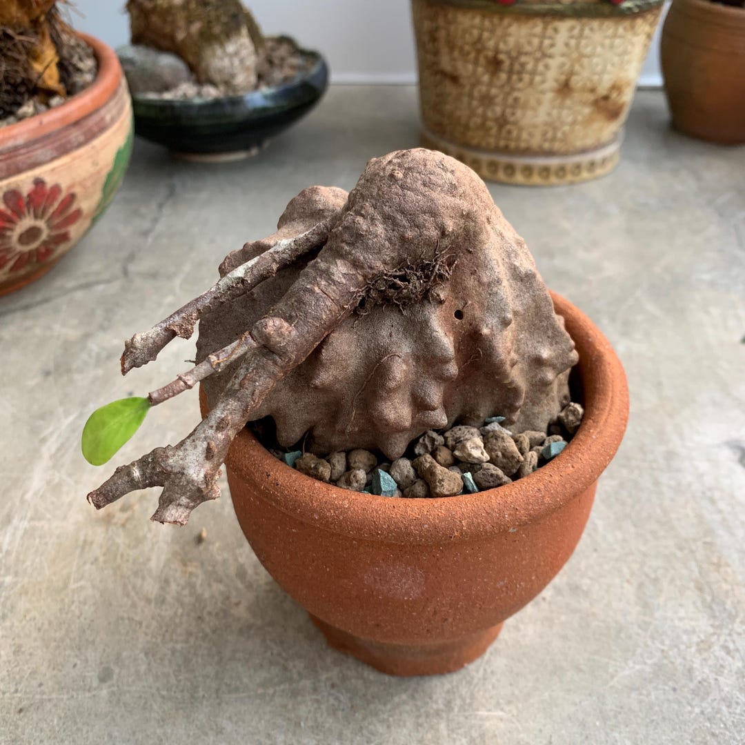 Exotic Ant Plant – Hydnophytum Formicarum Caudex Epiphyte, Easy Care ...