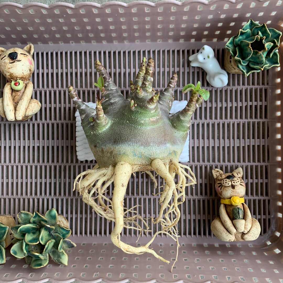 Adenium Arabicum kalamae Rare Desert Rose Bonsai Plant, Hardy Succulent ...