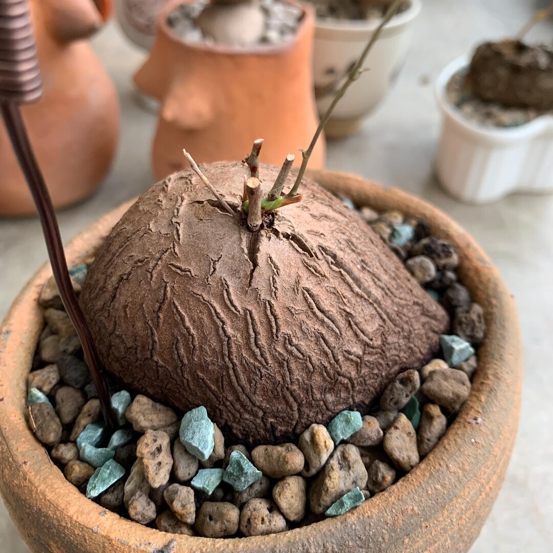 Rare Dioscorea Sylvatica Caudex Plant Exotic Elephants Foot Succulent ...