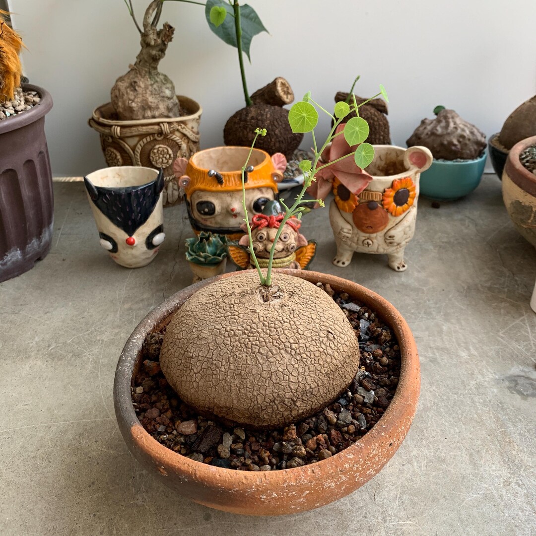 Rare Stephania Erecta Caudex Bonsai – Unique Indoor Succulent, Elephant ...