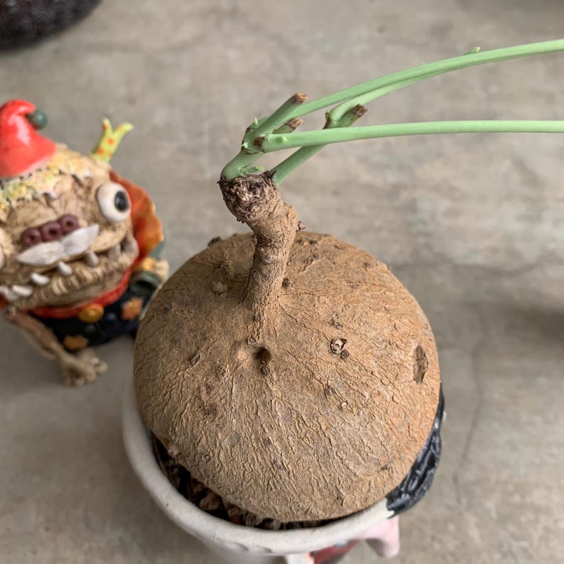 Stephania Erecta Live Caudex Bonsai - Plante tropicale de collection ...