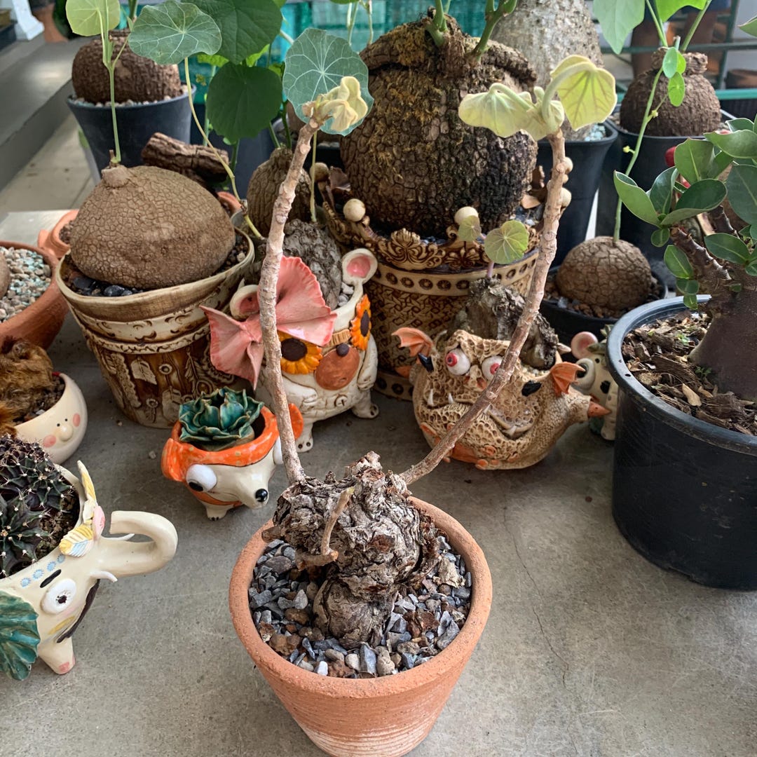 Firmiana Colorata Caudex – Rare Caudiciform Plant, Unique Bonsai-like ...