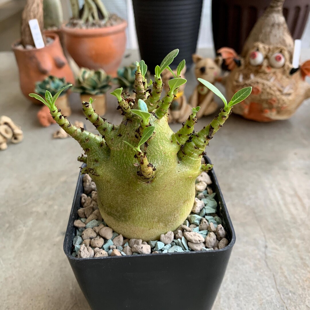 Adenium Arabicum godji Unique Desert Rose Variety With Thick Caudex ...
