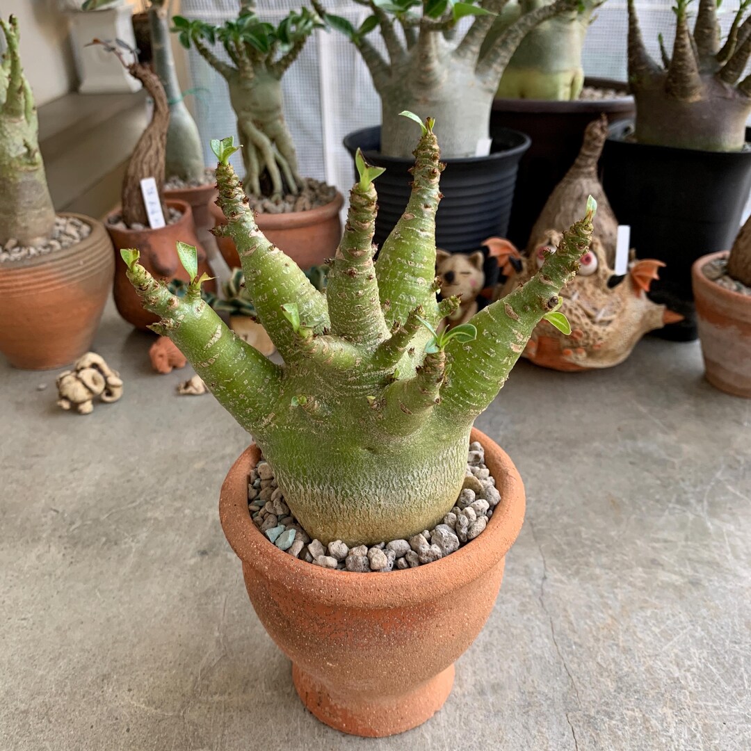 Adenium Arabicum god Champgbnk Rare Desert Rose With Sculpted Caudex ...