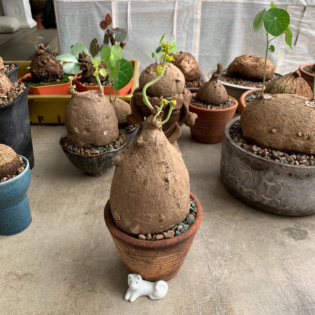 Stephania Erecta Craib Rare Caudex Plant With Unique Vine Growth, Ideal ...