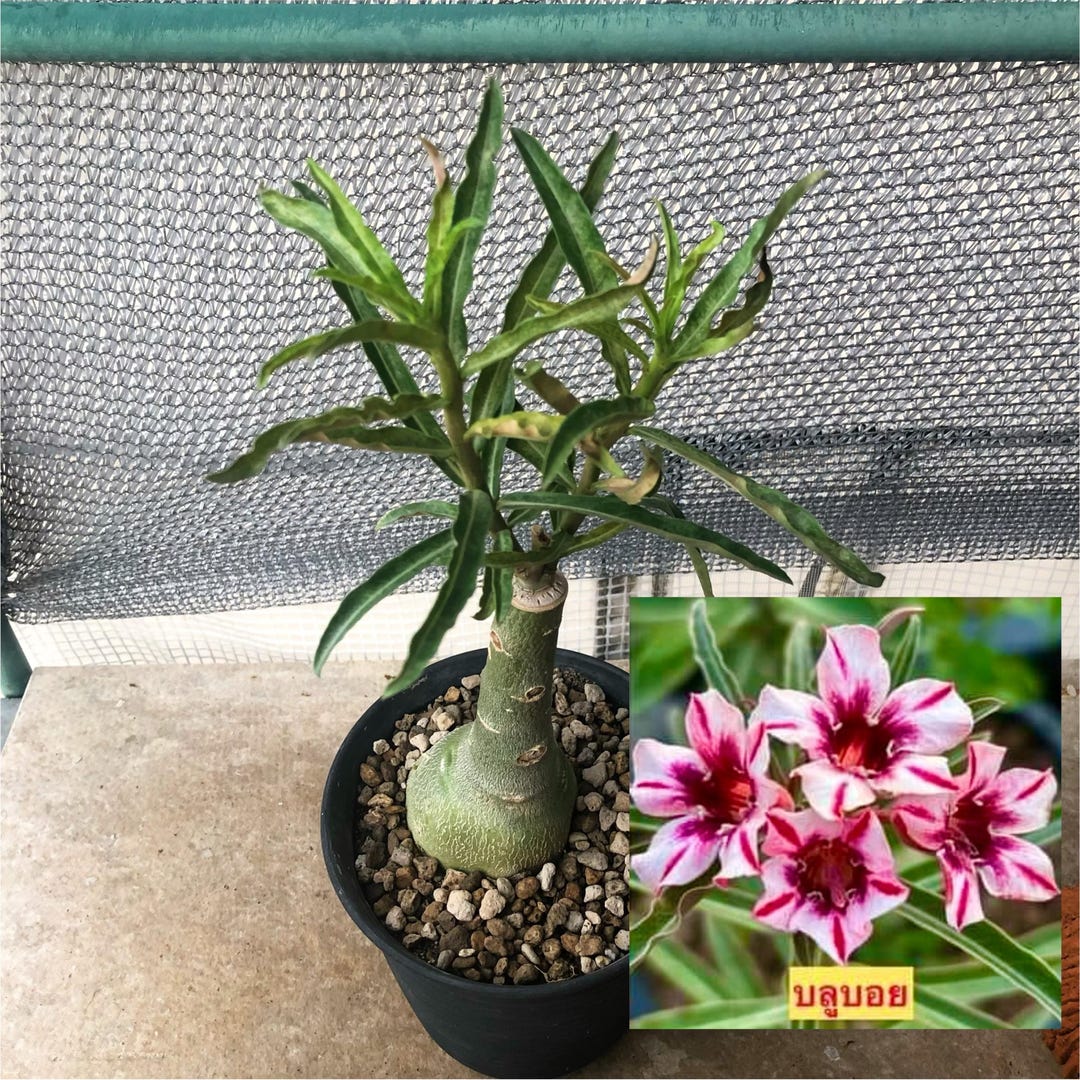 Adenium Obesum blue Boy Beautiful Desert Rose Bonsai, Low Maintenance ...