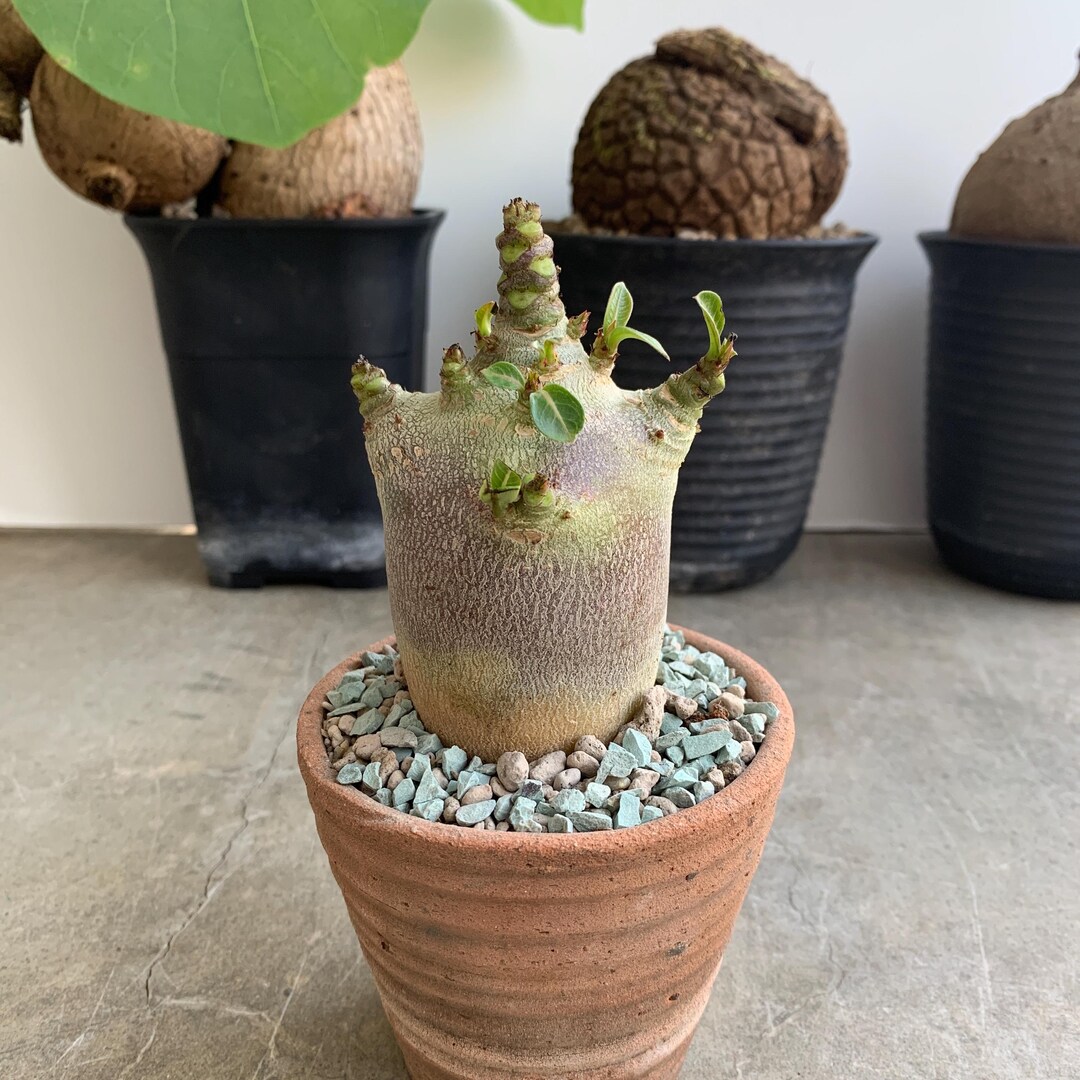 Adenium Obesum ara Black Pearl Desert Rose Rare Caudex Plant With ...