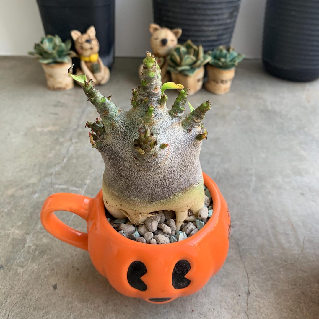 Adenium Obesum ara Black Pearl Rare Desert Rose Caudex, Unique ...