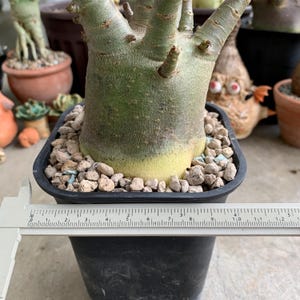 Rare Adenium Obesum Desert Rose Beautiful Caudex Plant, Ideal for ...