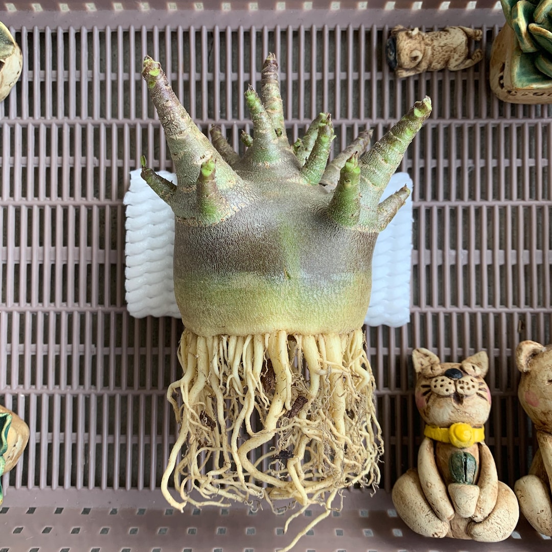 Adenium Arabicum ‘kalamae + Black Pearl’ – Beautiful Desert Rose, Rare ...