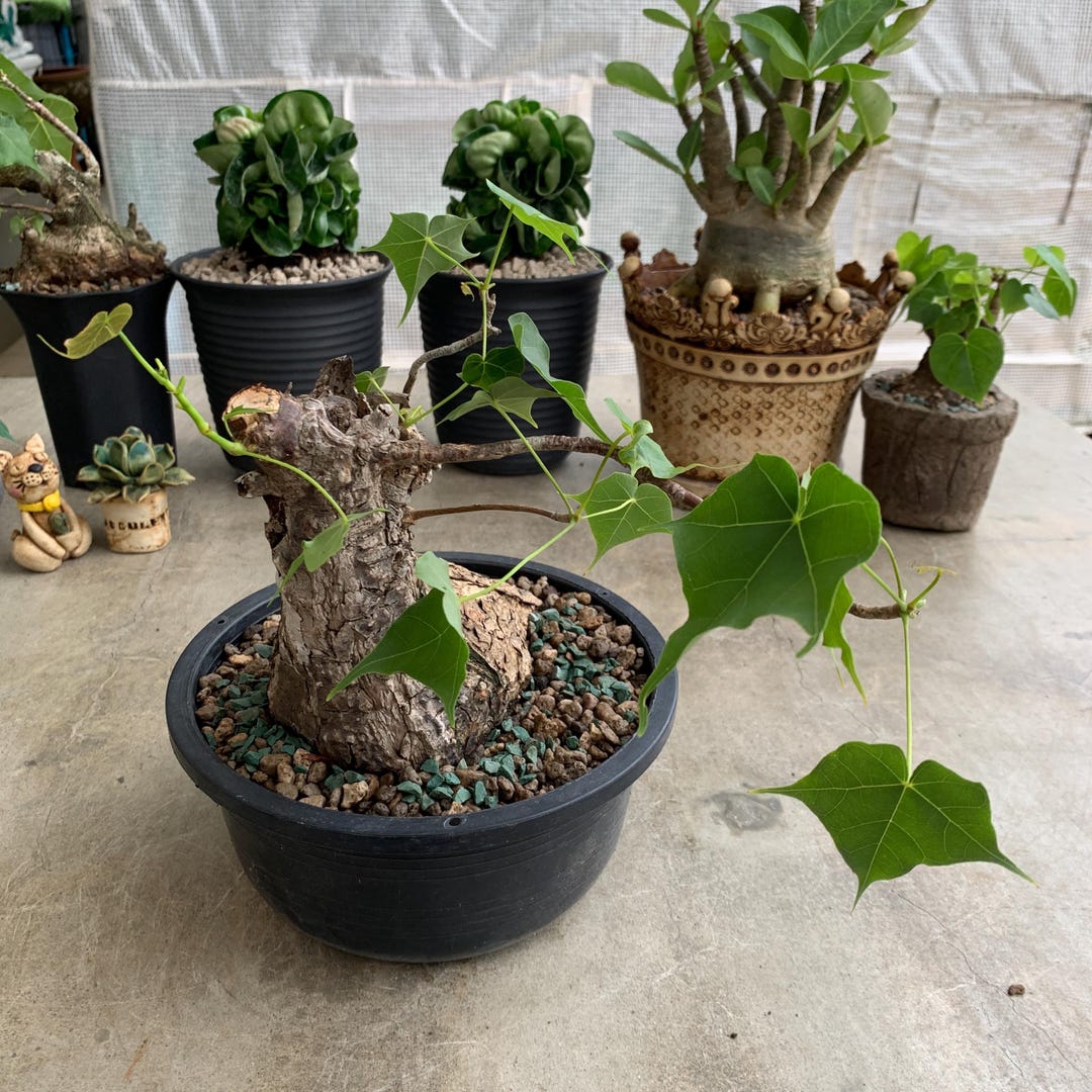 Firmiana Colorata – Rare Caudiciform Succulent, Unique Bonsai Tree ...