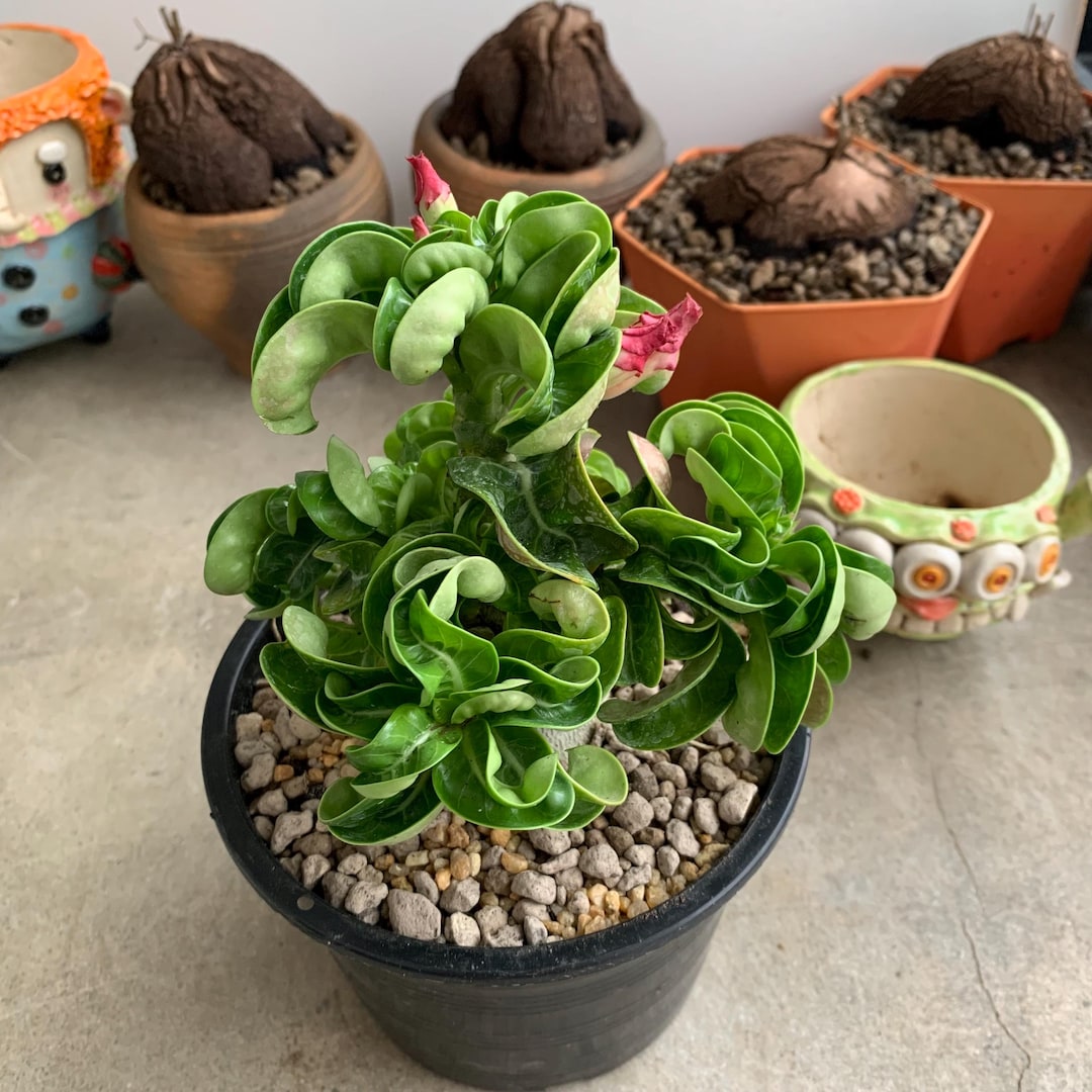 Adenium Arabicum “sheep Horns Medusa” – Dorset Horn Adenium (DHA ...