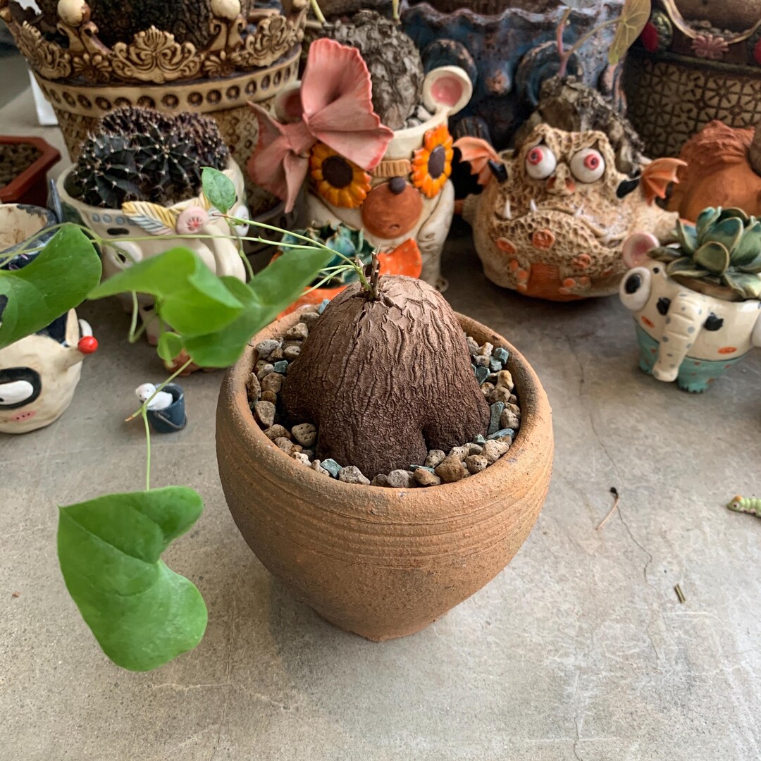 Rare Dioscorea Sylvatica Caudex Plant – Exotic Elephant’s Foot ...