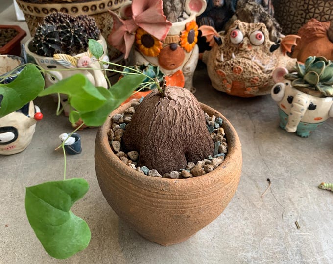 Rare Dioscorea Sylvatica Caudex Plant – Exotic Elephant’s Foot ...