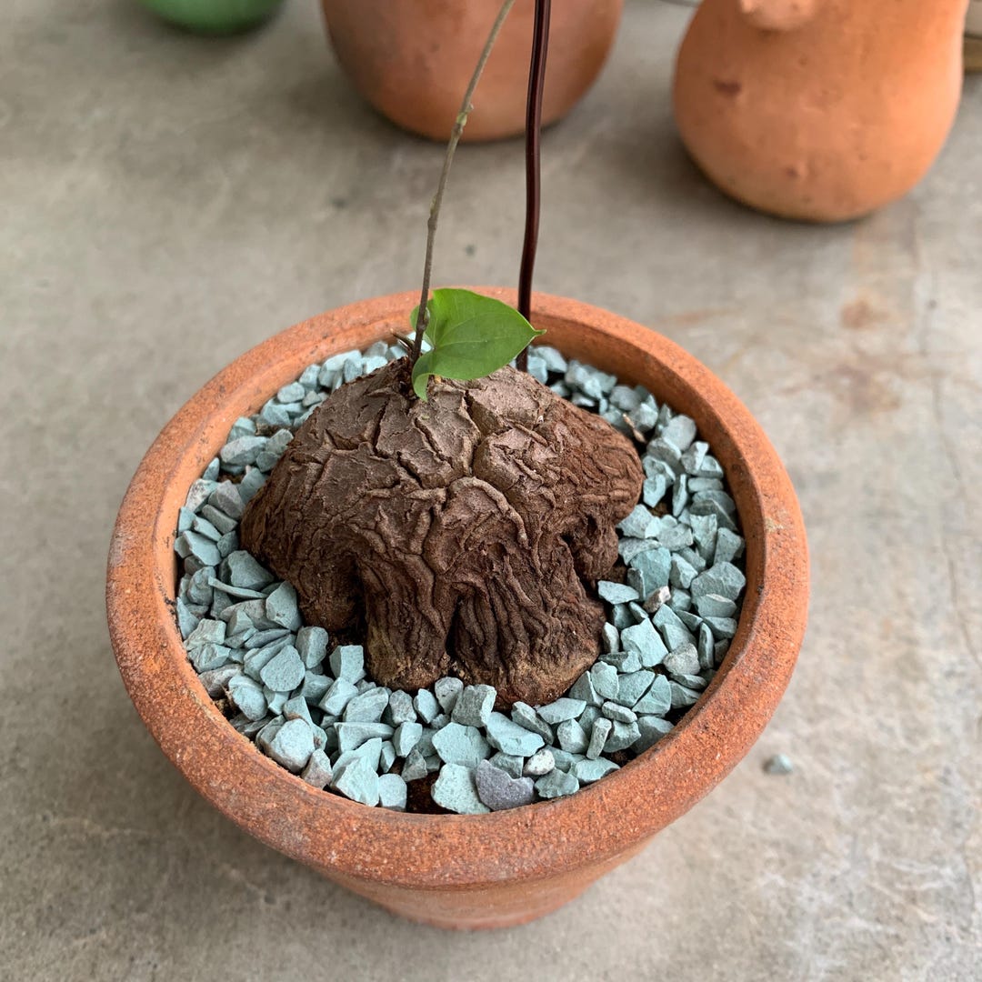 Rare Dioscorea Sylvatica Elephant’s Foot Vine – Exotic Caudex Succulent ...