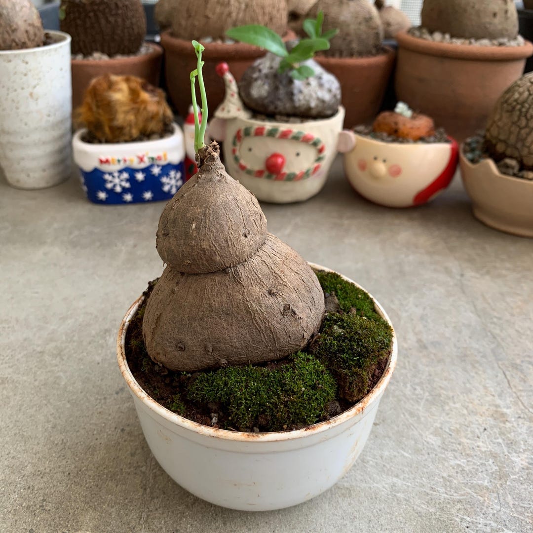 Exotic Stephania Erecta Rare Caudex Plant, Easy Indoor Bonsai, Stunning ...