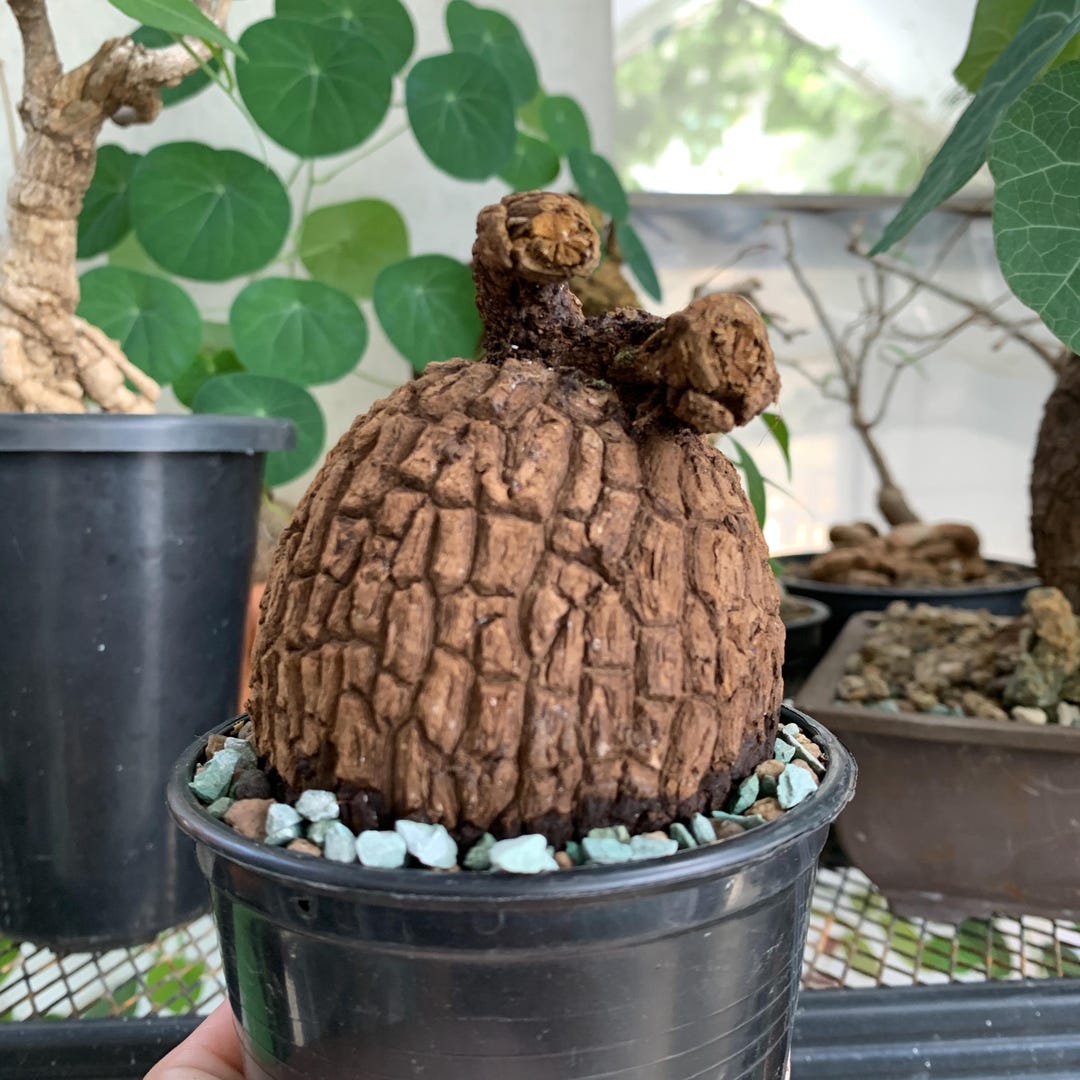 Rare Stephania Suberosa Caudex Unusual Design Bulb for Indoor Gardening ...