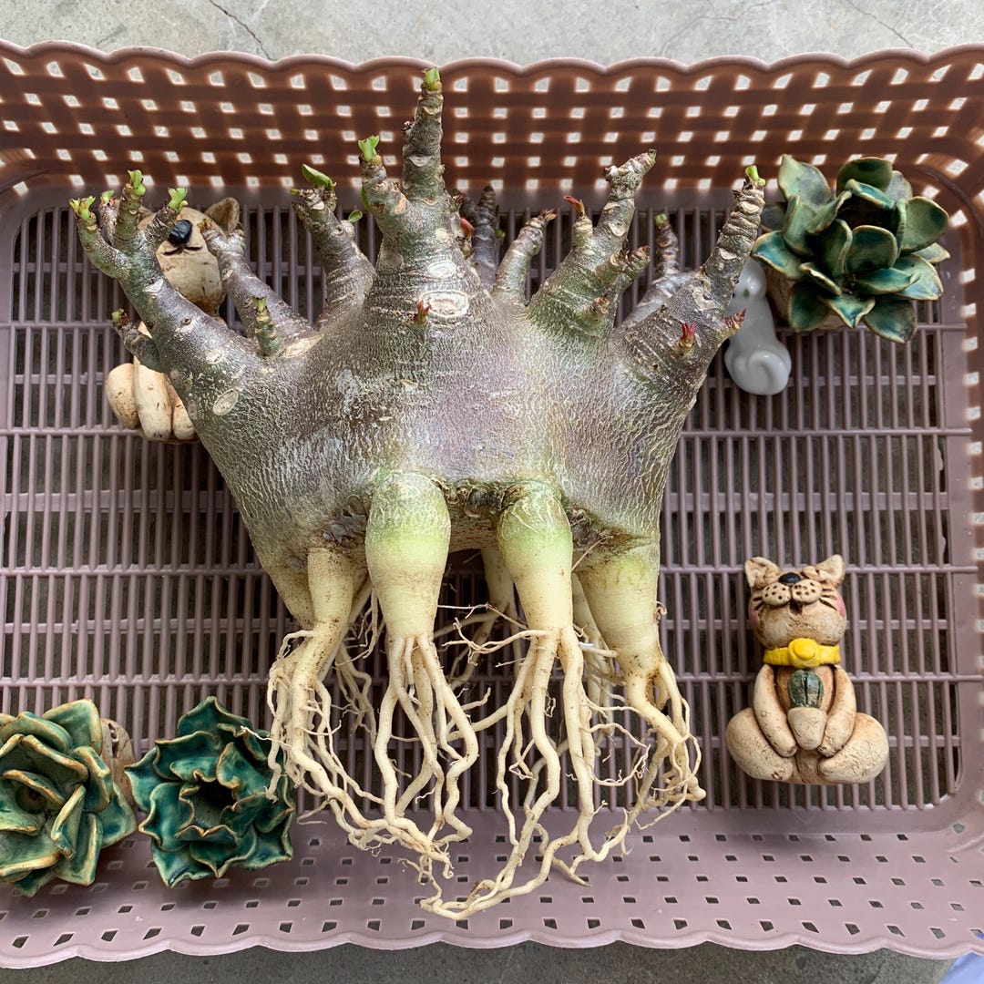 Adenium Arabicum kalamae Black Pearl Rare Black Desert Rose, Striking ...