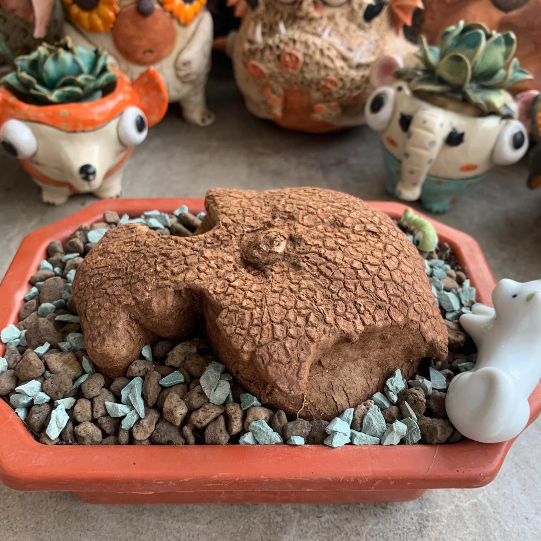 Rare Stephania Erecta Caudex, Natural Scar Exotic Shape, Unique ...