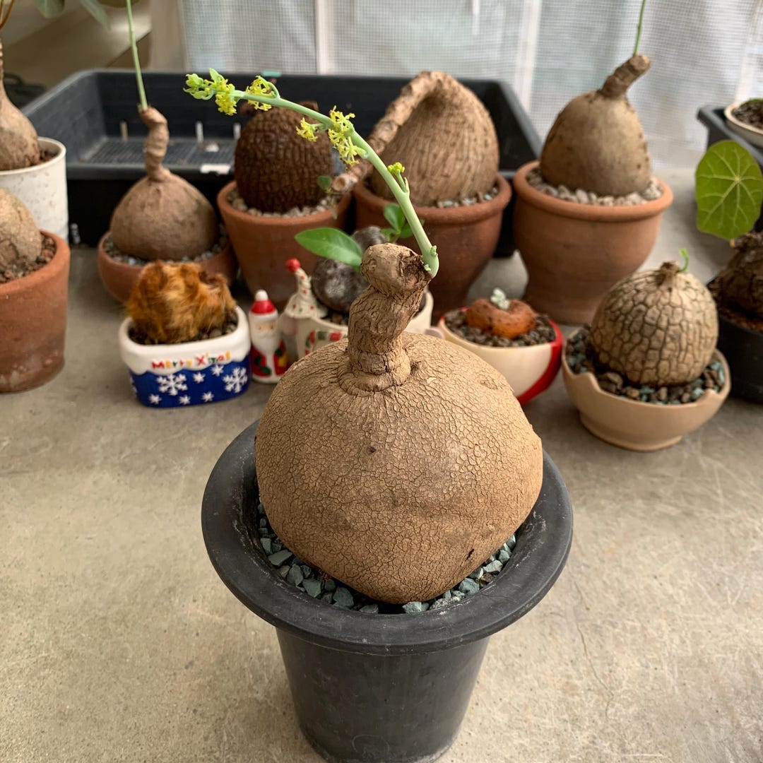 Rare Stephania Erecta Caudex Plant Exotic Indoor Bonsai, Easy to Grow ...