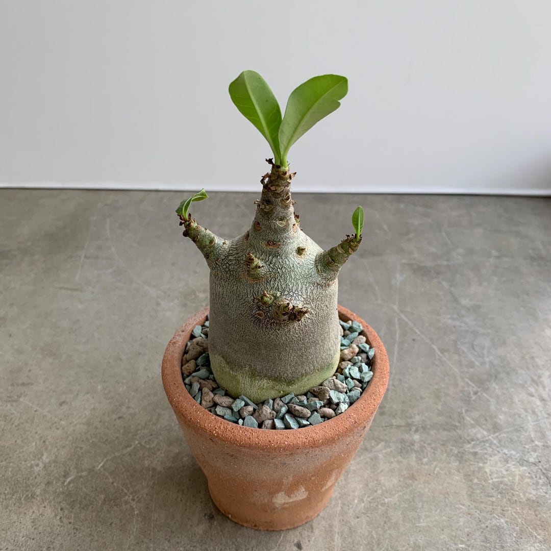 Adenium Obesum ‘ara Black Pearl’ Desert Rose – Rare Caudex Plant With ...