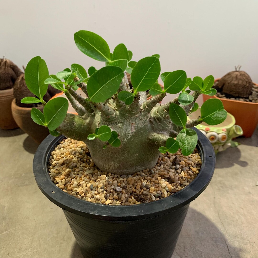 Rare Adenium Arabicum God Champ – Unique Desert Rose Caudex Plant ...