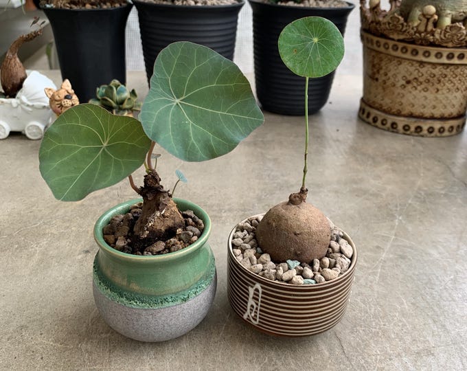 Stephania Erecta & Stephania Nova Duo Set – Rare Caudex Plants, Unique ...