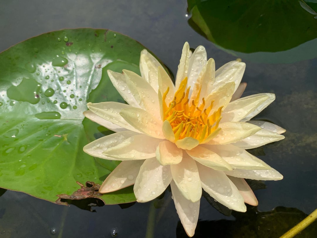 Rare Tropical Water Lily, Nymphaea “mangala Ubol” Mainam 5 Stems – Live ...