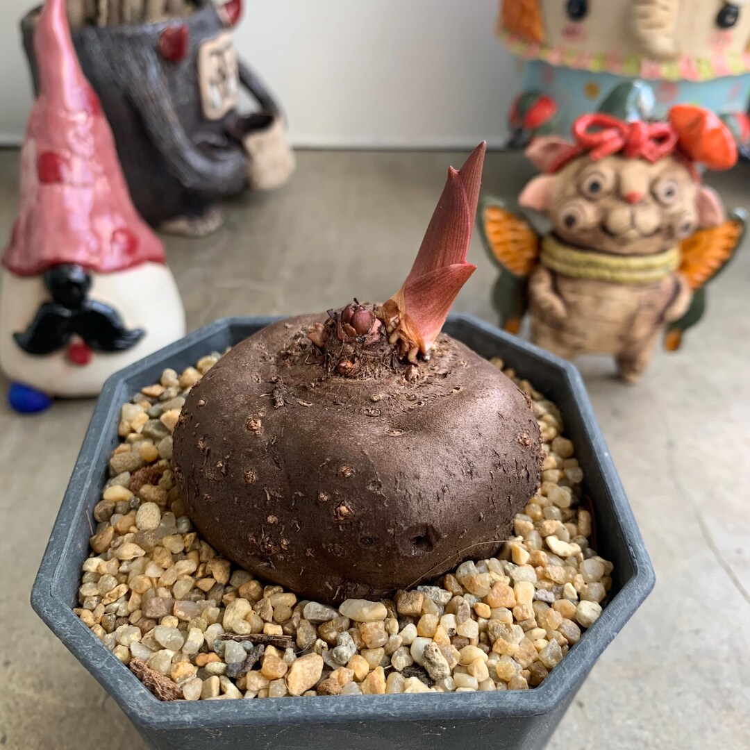 Exotic Voodoo Lily, Amorphophallus Atroviridis - Medium Bulb, Dark ...