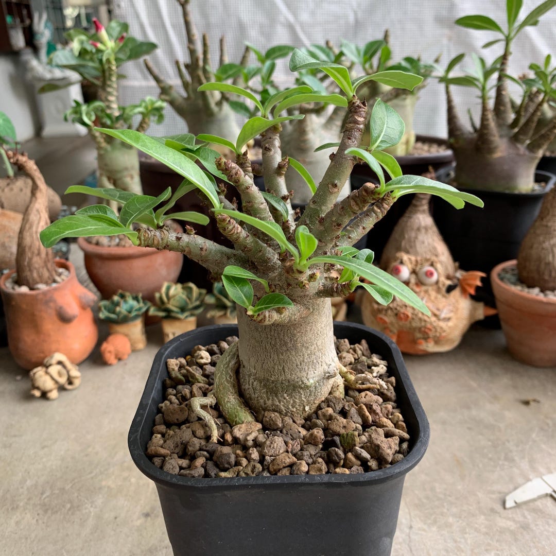 Rare Adenium God Champ Unique Caudex Desert Rose Bonsai, Rare Succulent ...