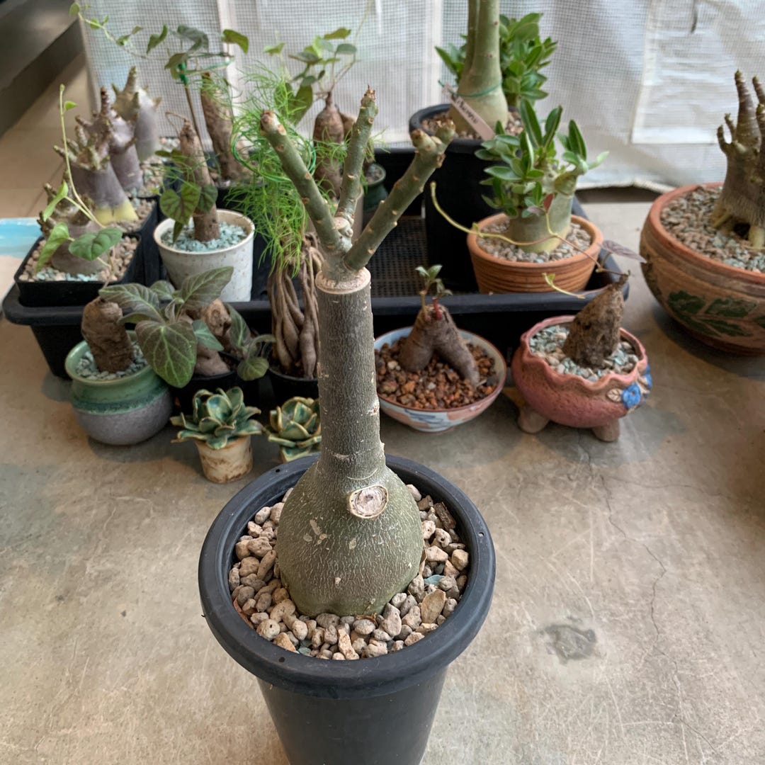 Rare Adenium Obesum – Beautiful Desert Rose Bonsai, Low Maintenance ...