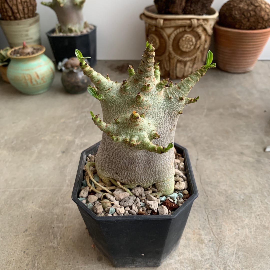 Adenium Arabicum kalamae Rare Desert Rose Bonsai, Unique Caudiciform ...