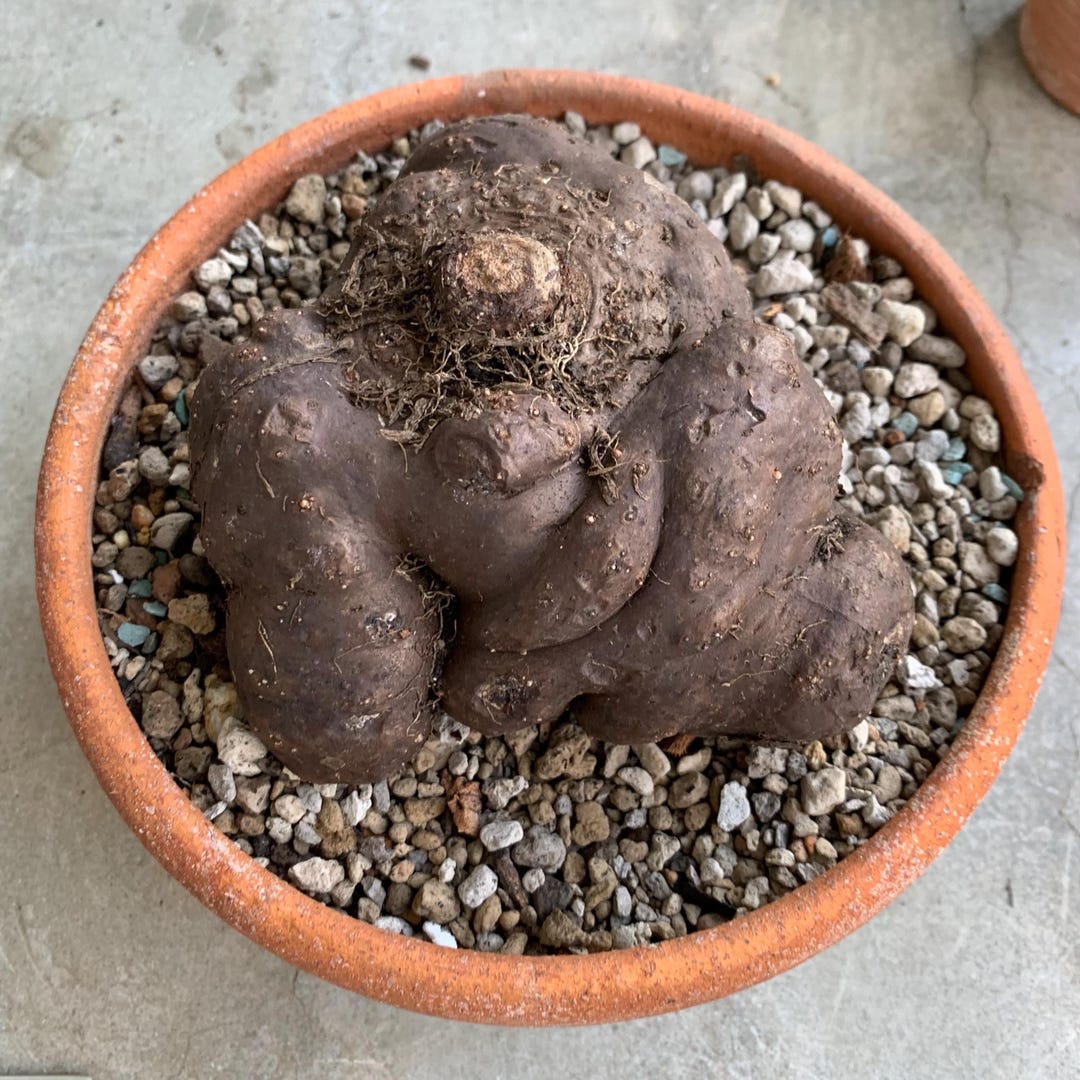 Rare Voodoo Lily: Amorphophallus Atroviridis - Exotic Tropical Plant - Etsy