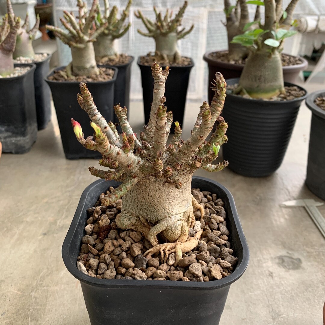 Adenium Arabicum Rare Desert Rose With Sculptural Caudex, Unique ...