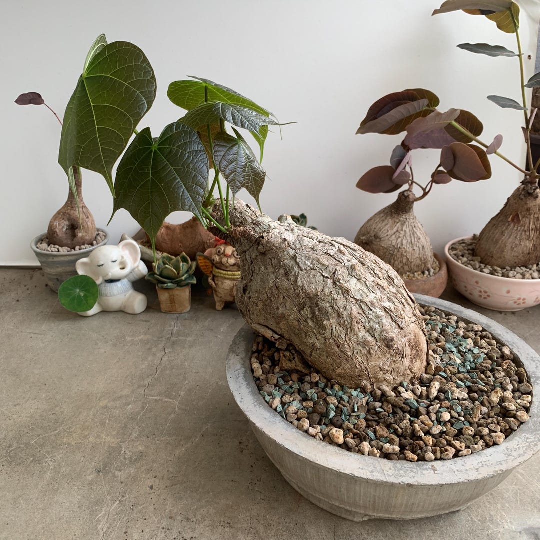Rare Large Firmiana Colorata – Caudiciform Succulent, Unique Bonsai ...
