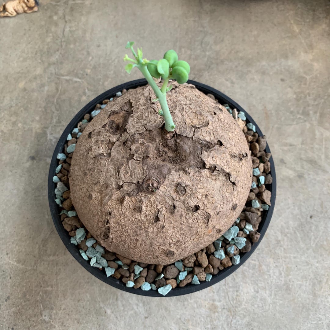 Stephania Erecta Rare Caudex Succulent, Exotic Indoor Beauty, Easy Care ...