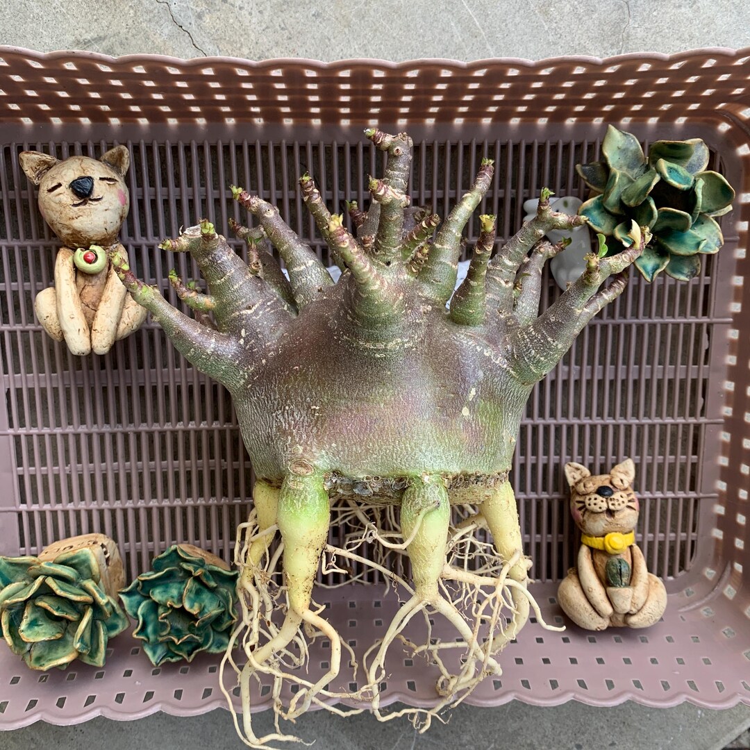 Adenium Arabicum kalamae Black Pearl Stunning Desert Rose Exotic Caudex ...