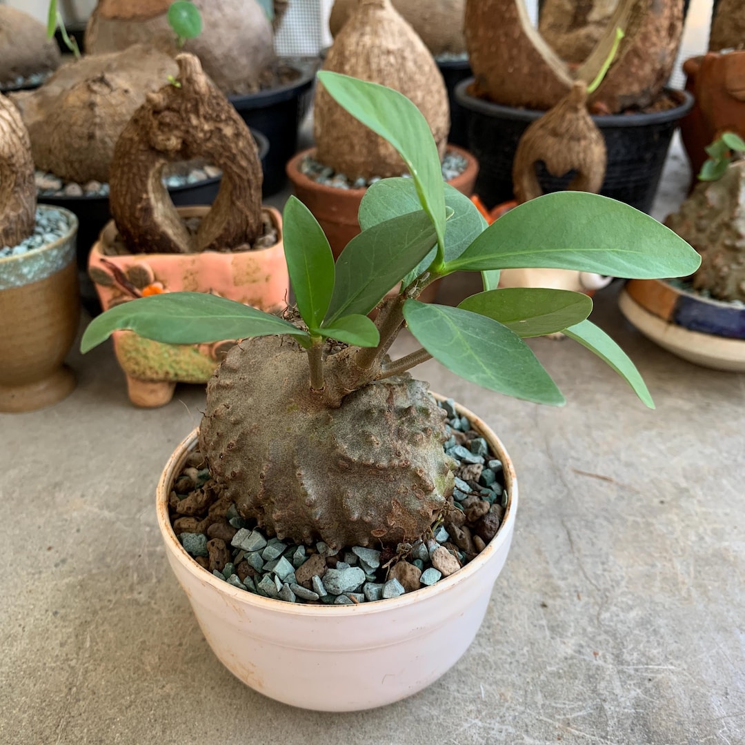 Hydnophytum Formicarum Ant Plant, Unique Caudex Epiphyte, Rare ...