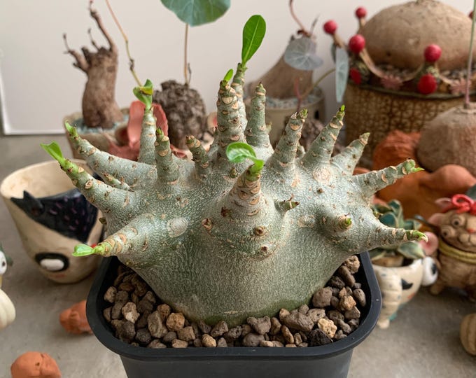 Adenium God Champ – Rare Desert Rose With Sculptural Caudex, Unique ...