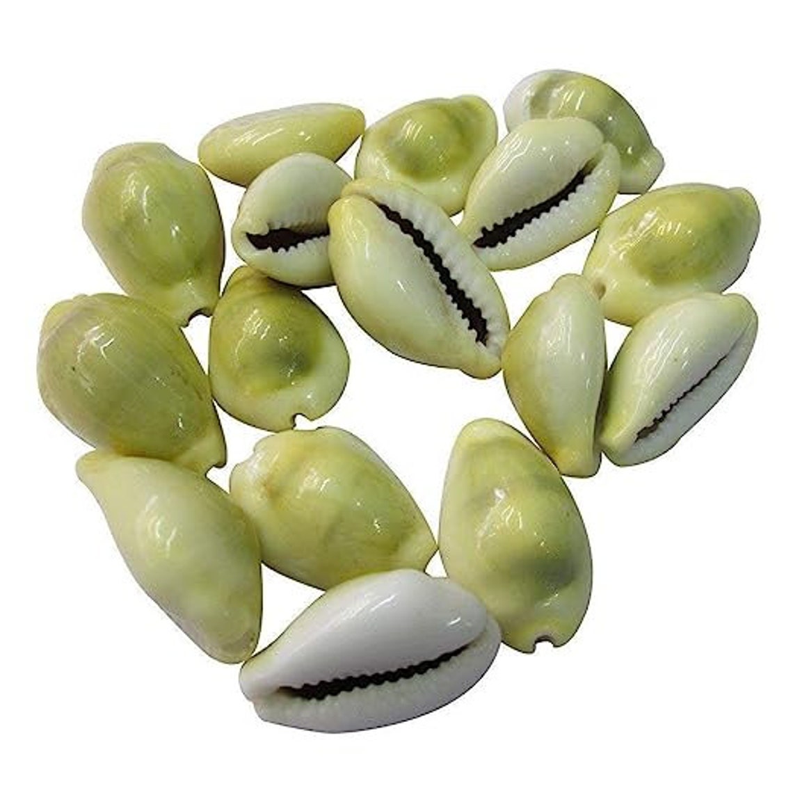 Little Lakshmi Peeli/yellow Kawri Kodi Cowrie Sea Shell - Etsy